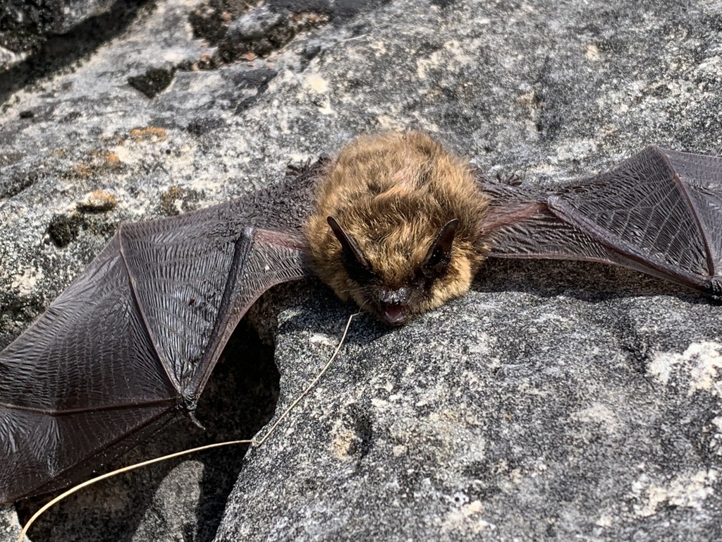 Eastern Small-footed Bat | Mass.gov